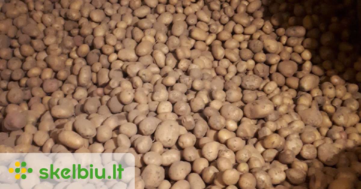Parduodu dideles bulves - Skelbiu.lt