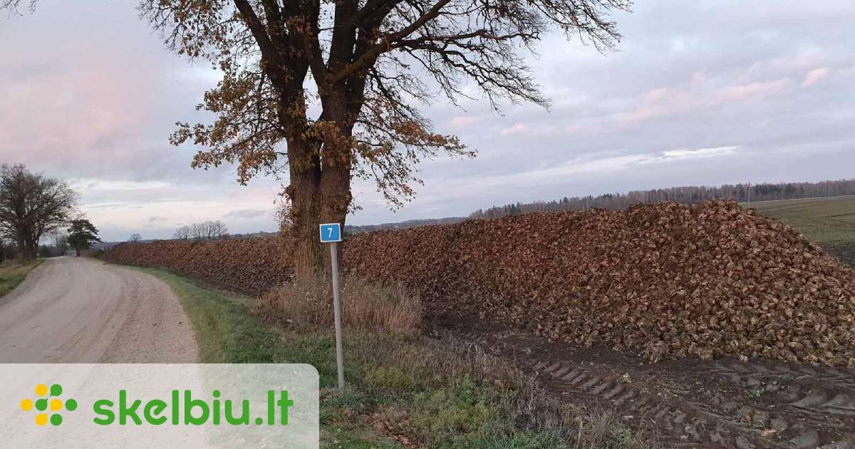 Cukriniai runkeliai - Skelbiu.lt