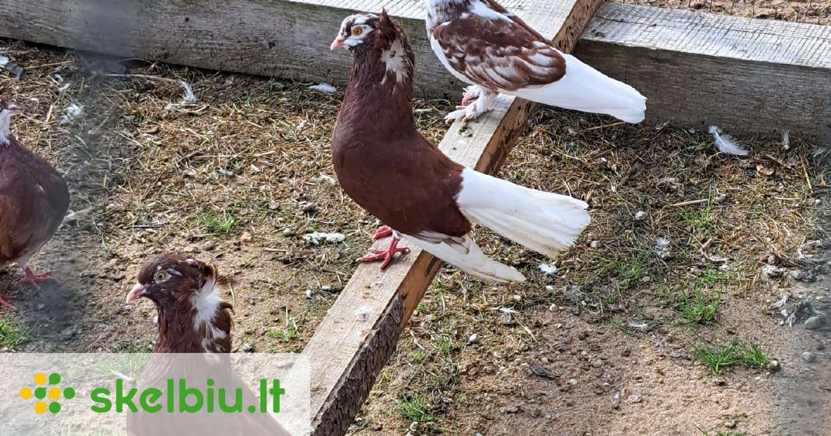 Dovanojami balandžiai - Skelbiu.lt