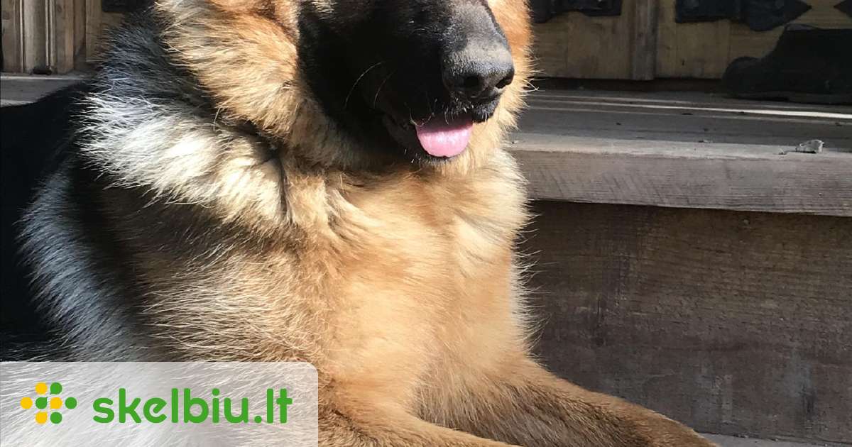 aviganiai suniukai skelbimai - Skelbiu.lt