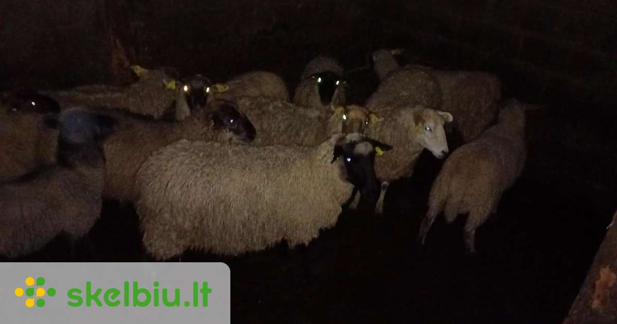 Parduodama aviu banda yra 15vnt - Skelbiu.lt