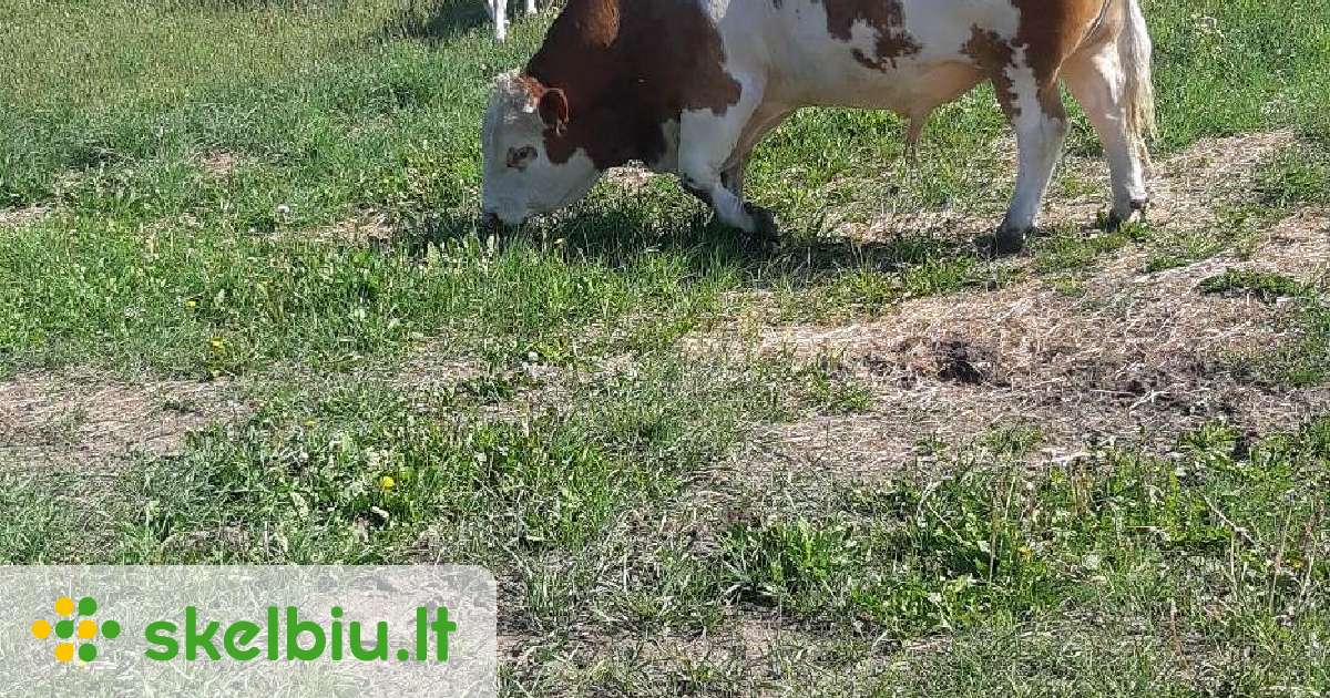 Simentalių bulius - Skelbiu.lt