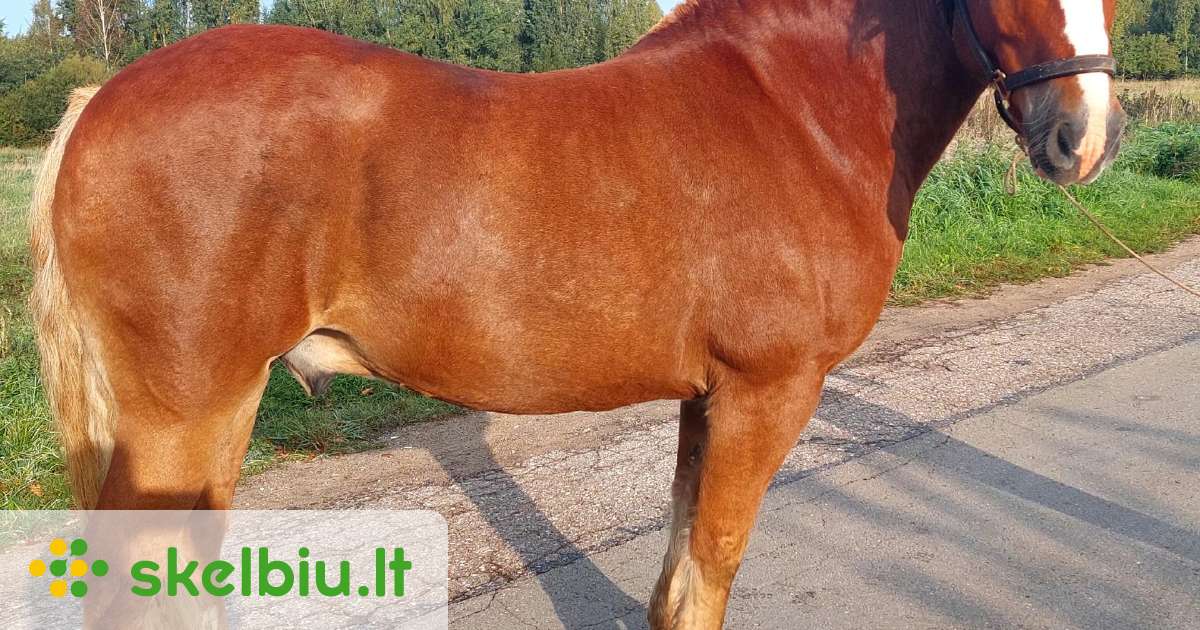 Arklys - Skelbiu.lt