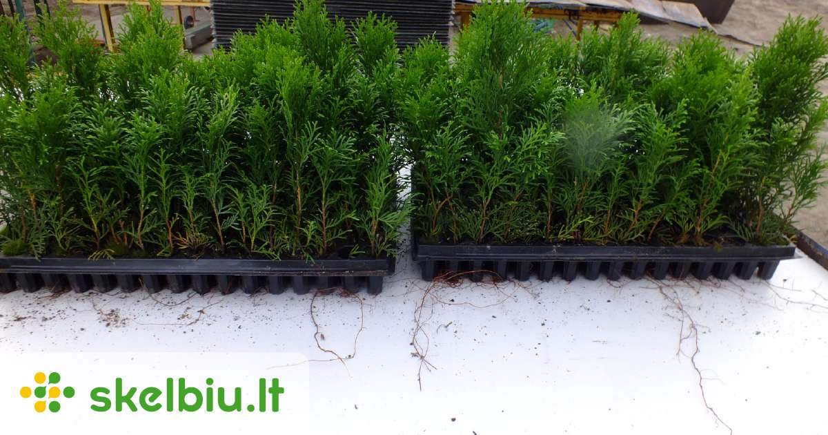 Tujos smaragd multipaletės. 3 metai - Skelbiu.lt