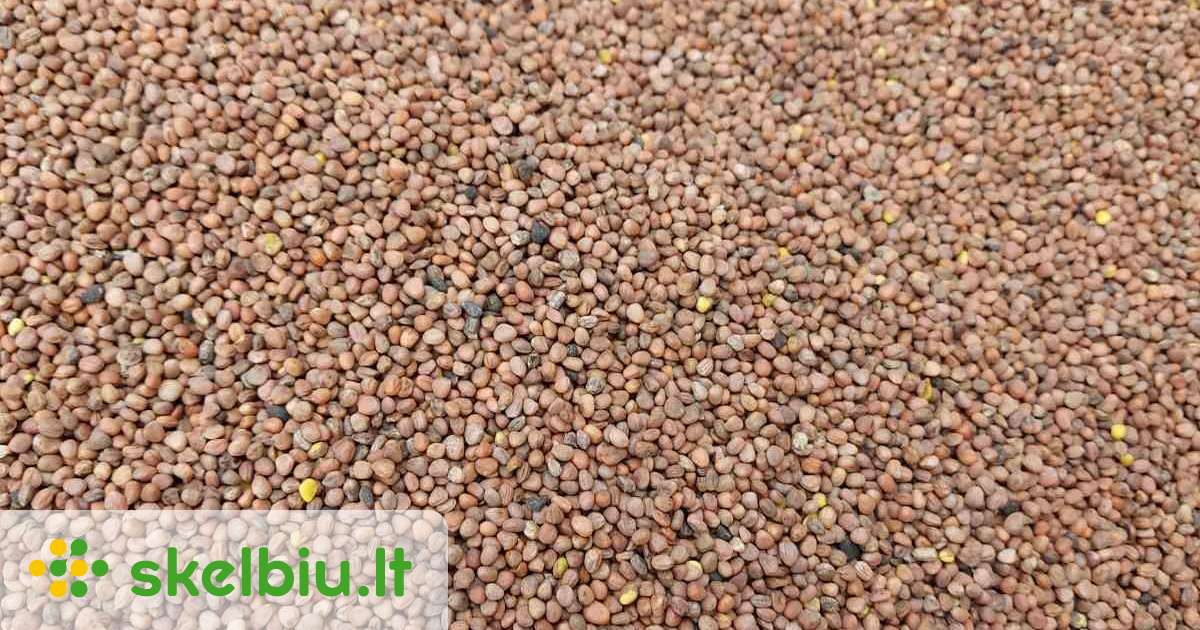 Aliejinis ridikas, 1.30e/kg pristatau - Skelbiu.lt