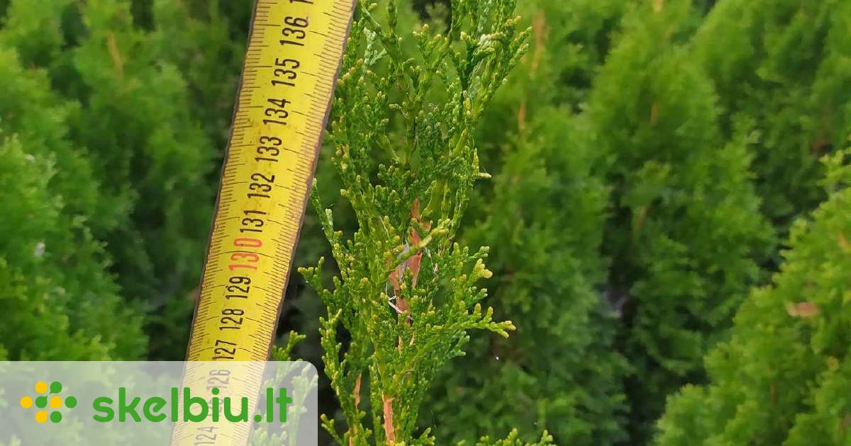 Smaragdinės tujos - Skelbiu.lt