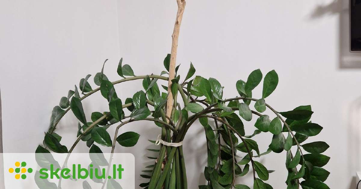 Pinigų medis - Skelbiu.lt