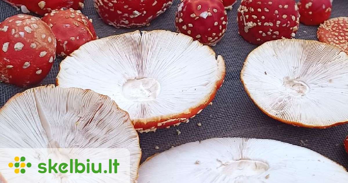 musmires tinktura skelbimai - Skelbiu.lt