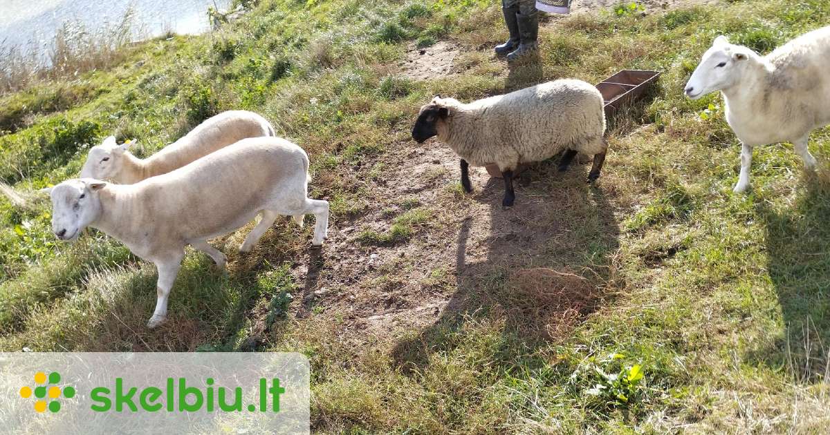 Išparduodamas avių ūkis. - Skelbiu.lt