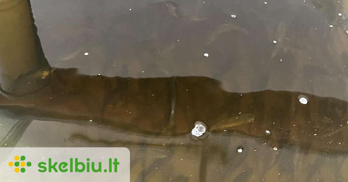 mailius telsiu r skelbimai - Skelbiu.lt