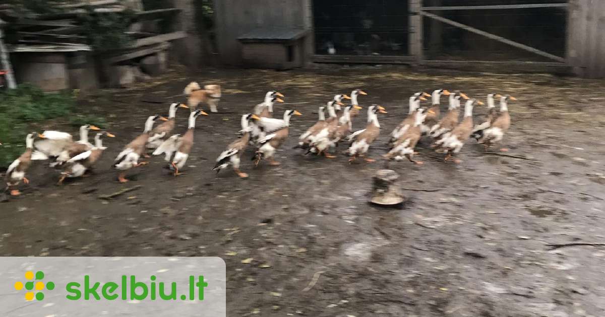 Indijos begikes dovanoju baldzius - Skelbiu.lt