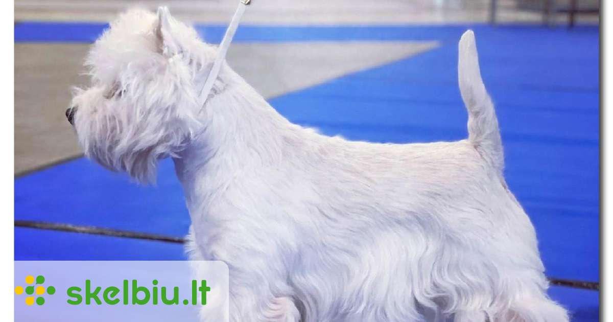 Vakarų Škotijos baltieji terjerai - Skelbiu.lt