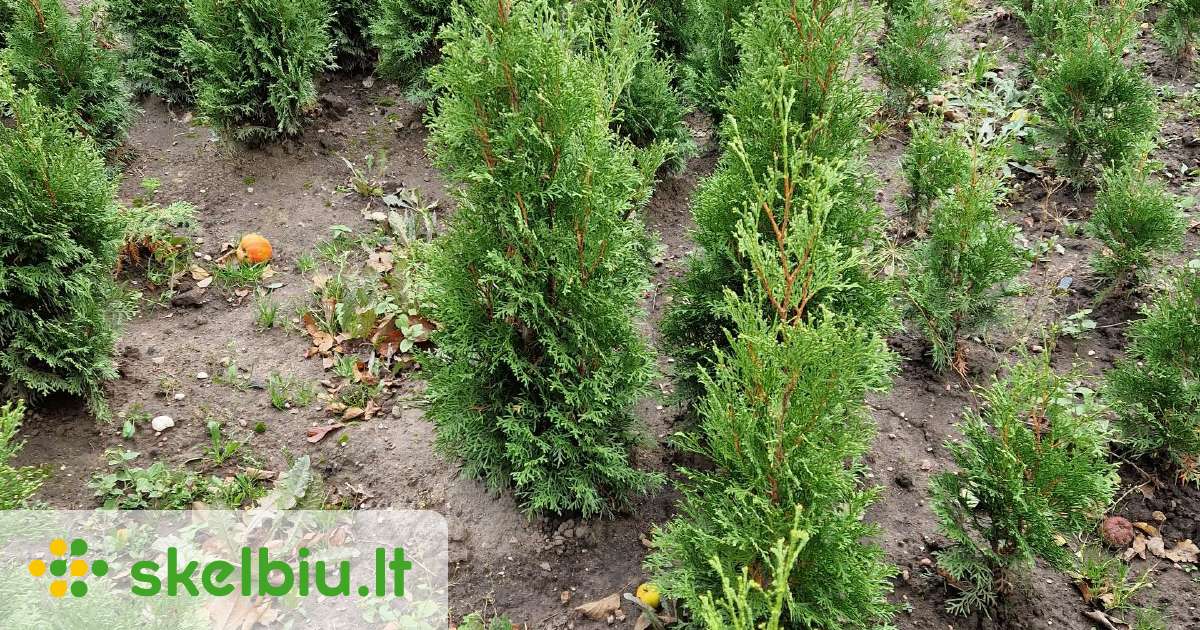 tujos eglutes skelbimai - Skelbiu.lt