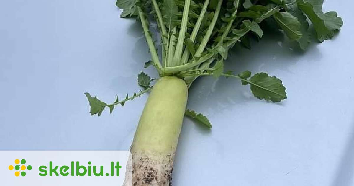 Šakninis ir aliejinis ridikas - Skelbiu.lt