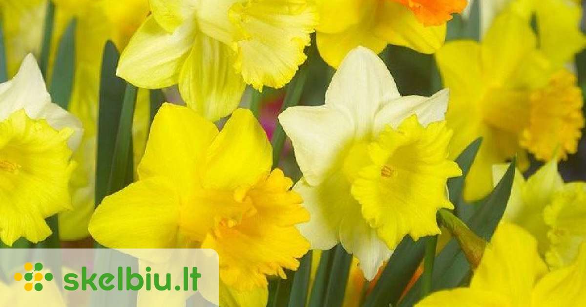 Narcizai, svogūnėliai su pristatymų į namus - Skelbiu.lt