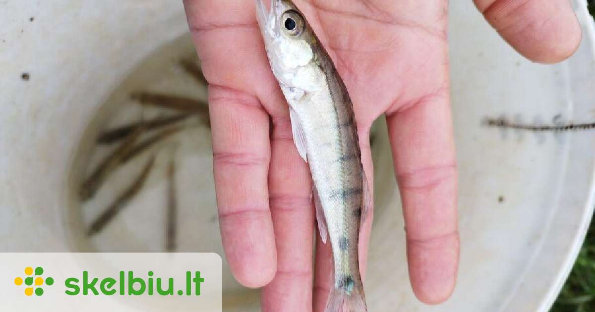 Zuvu mailius Starkiukai jau yra1.20vnt - Skelbiu.lt