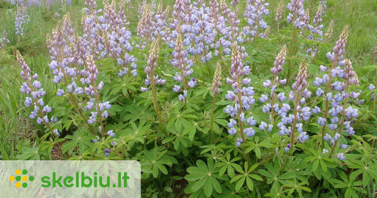 Perku Sodyba Arba Sklypa - Skelbiu.lt