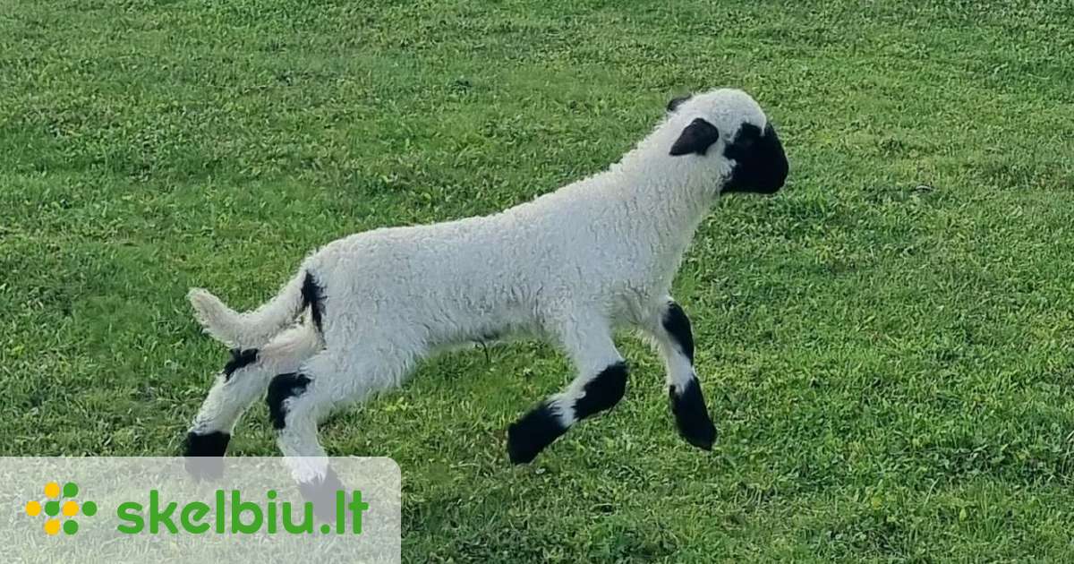 Juodnosės avys (Valais Blacknoses) - Skelbiu.lt
