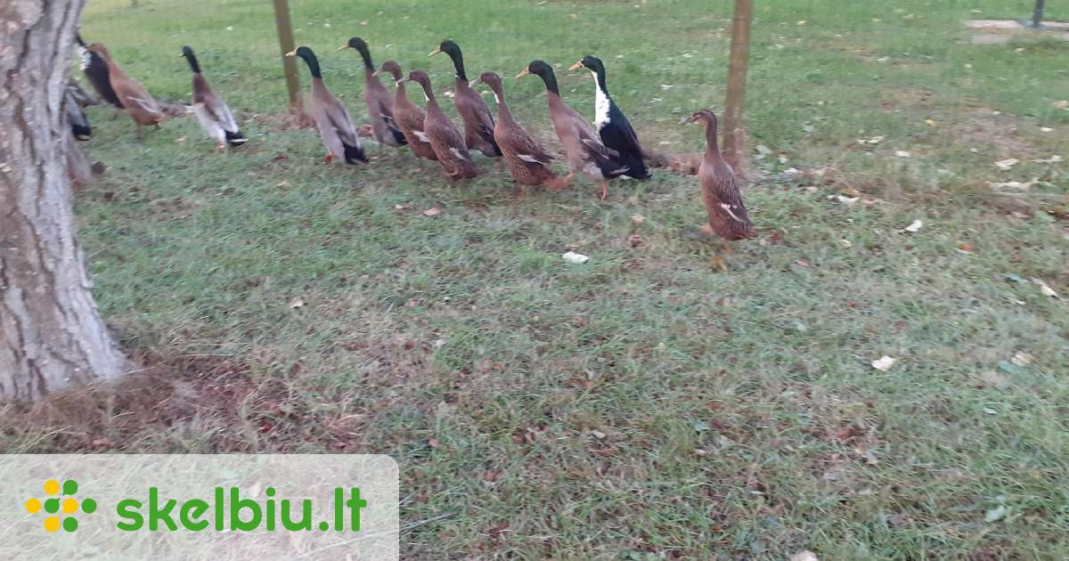 Antys indijos bėgikai - Skelbiu.lt