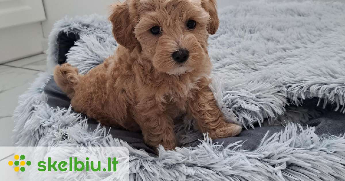 Maltipoo veislės šuniukas. - Skelbiu.lt