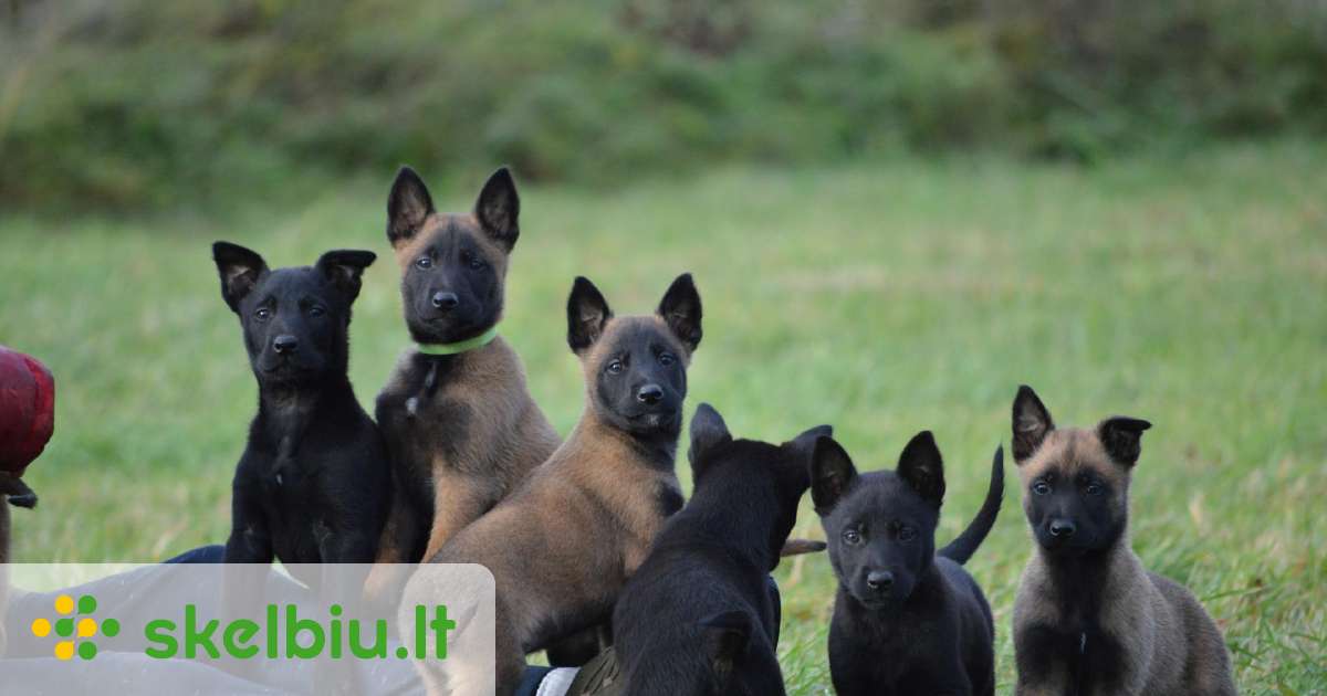 * Laisva kalyte* Belgu aviganiai - Malinua - Skelbiu.lt