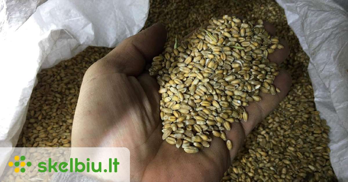 Parduodami grūdai: kviečiai, kvietrugis - Skelbiu.lt