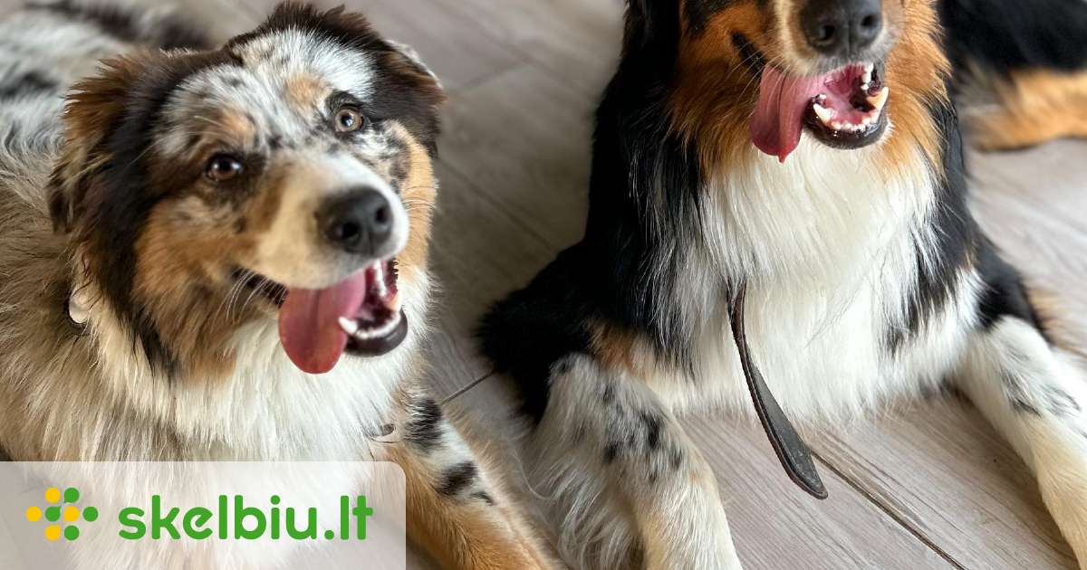 Australų aviganiai - Skelbiu.lt