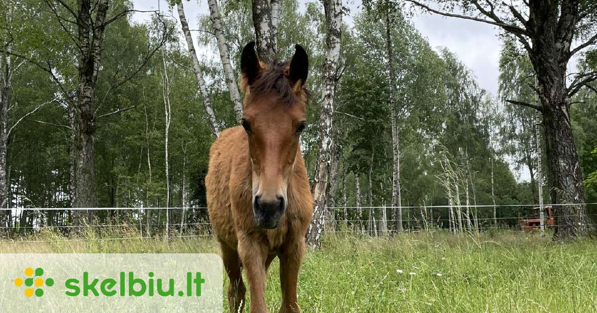 Parduodami kumeliukai - Skelbiu.lt