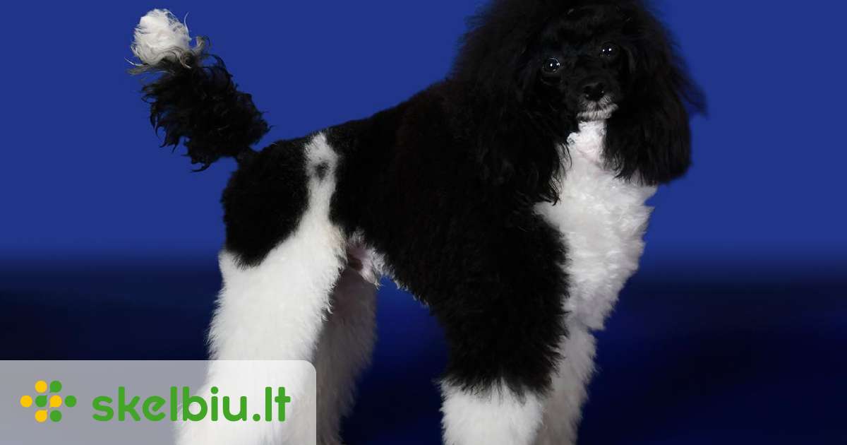 Kilmingi pudeliai arlekinai - Skelbiu.lt