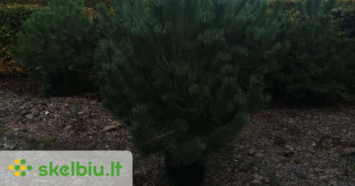 Juodosios pušys (Pinus nigra) - Skelbiu.lt
