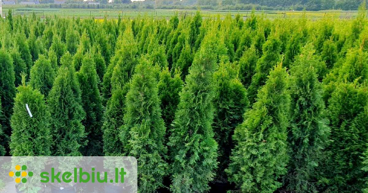 pusys juodosios skelbimai - Skelbiu.lt