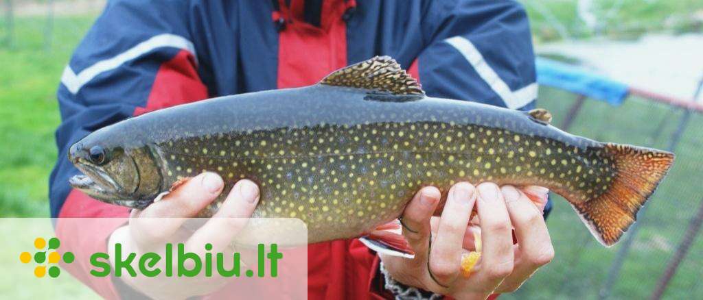 Amerikinės palijos, žuvų mailius - Skelbiu.lt