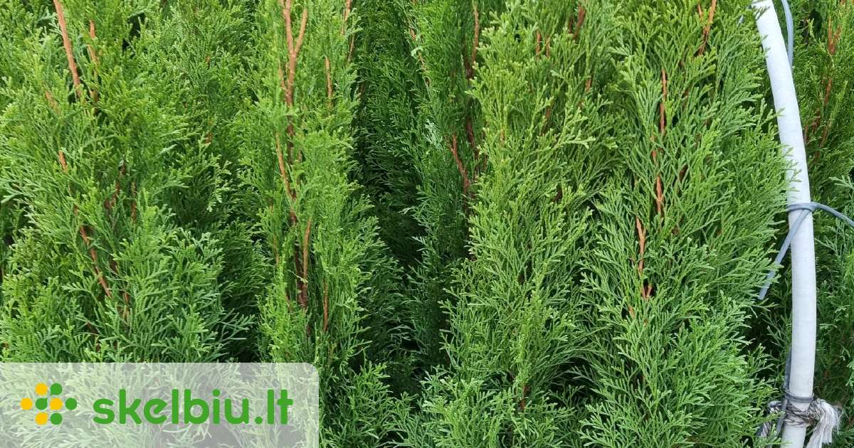 Tujos Smaragd,kalninės pušelės,juodos pušelės - Skelbiu.lt