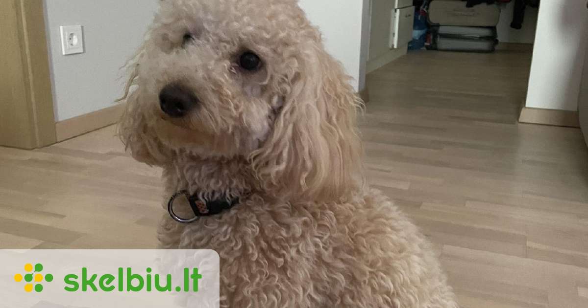 toy pudelis kaunas skelbimai - Skelbiu.lt