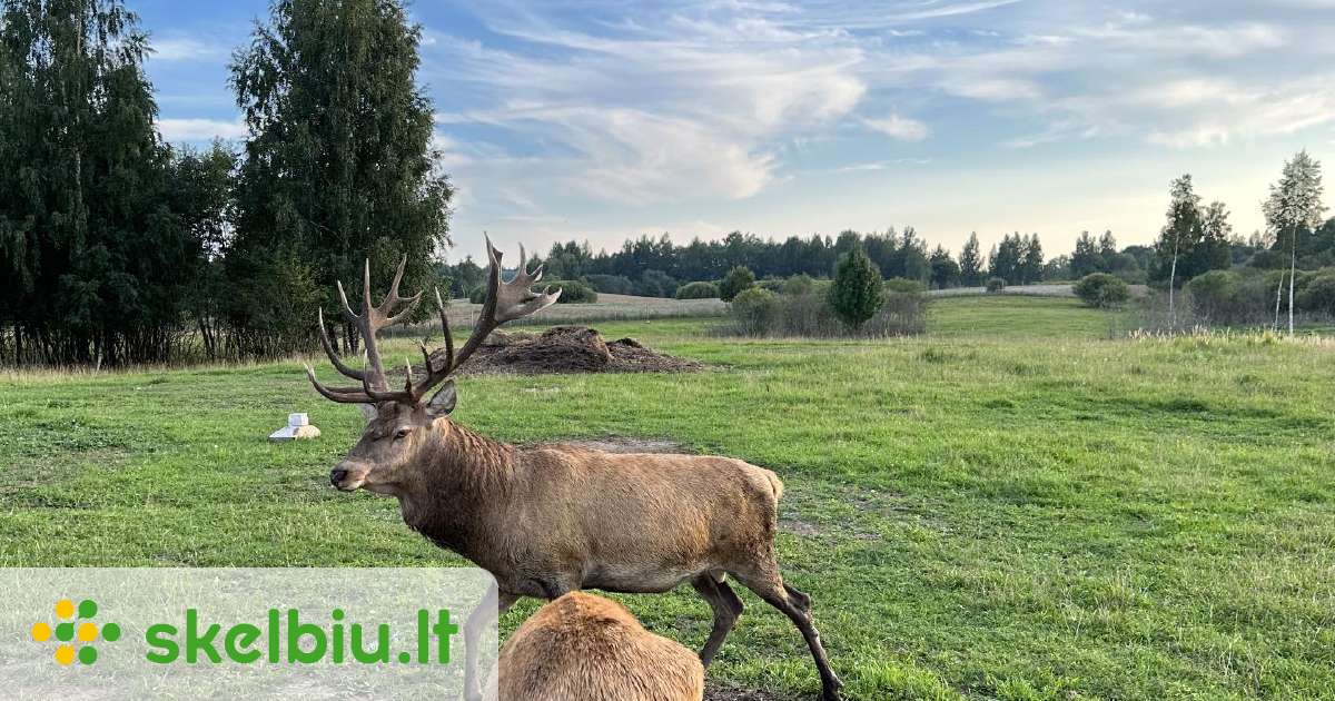 Taurieji elniai. - Skelbiu.lt