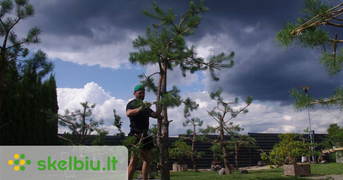 Bonsai ir Niwaki medziai - Formavimas - Skelbiu.lt