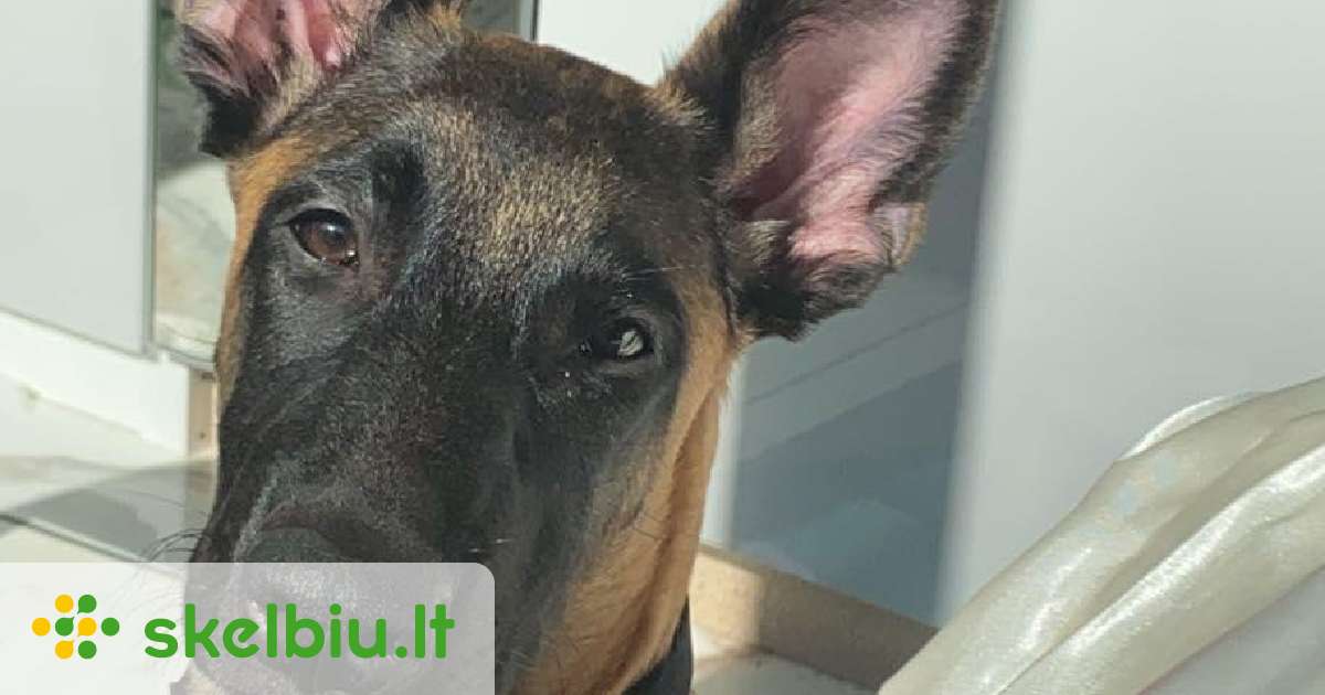 Belgų aviganis malinua su kilmės dokumentais - Skelbiu.lt