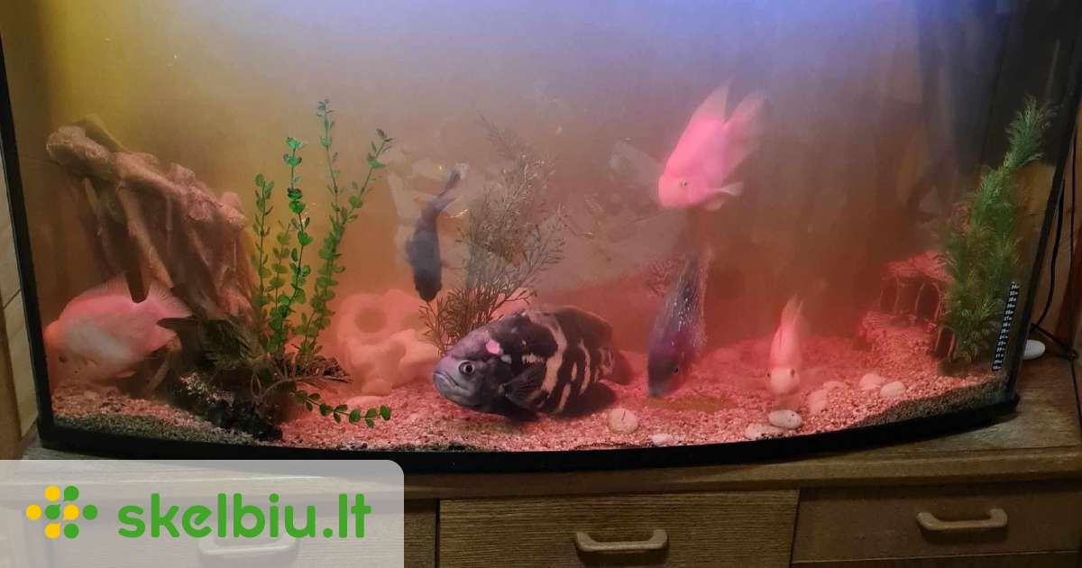 Akvariumas su priedais - Skelbiu.lt