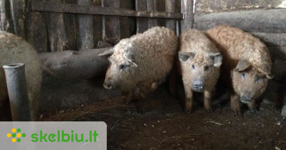 Kiaule skerdimui - Skelbiu.lt