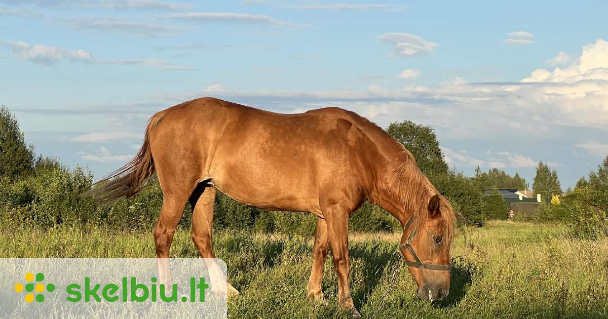 Kumelė - Skelbiu.lt