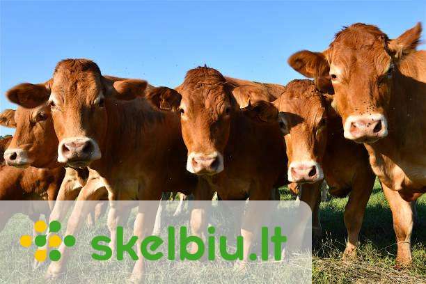 Perkame bulius - Skelbiu.lt