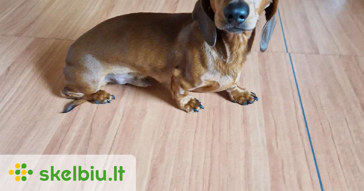 Nykštukinis taksiukas raudos spalvos ieško panelės - Skelbiu.lt