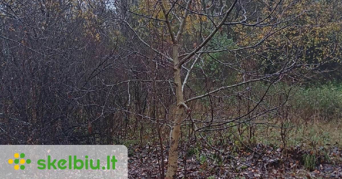 Graikinis riešutas,ąžuolai,eglaitės,pušelės - Skelbiu.lt