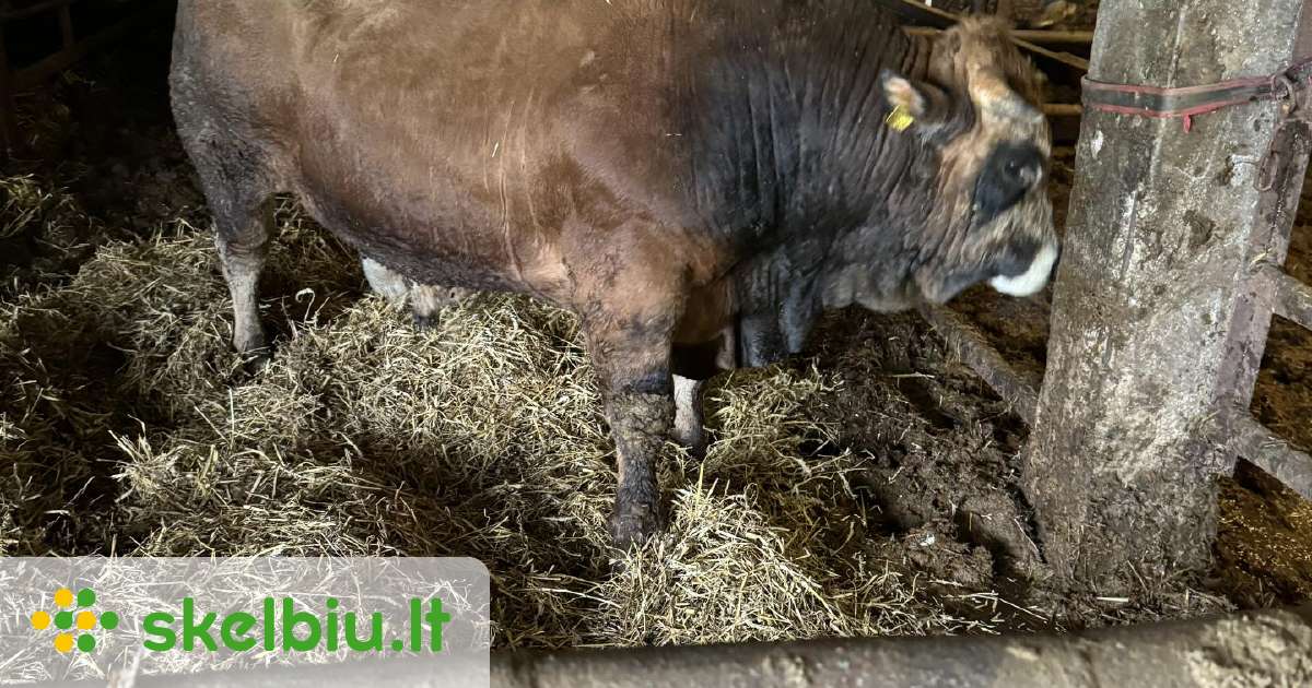 Aubrakas bulius - Skelbiu.lt
