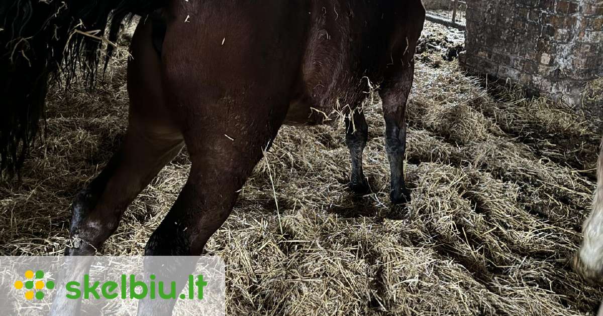 Arkliai, žirgai flora, fauna - Skelbiu.lt