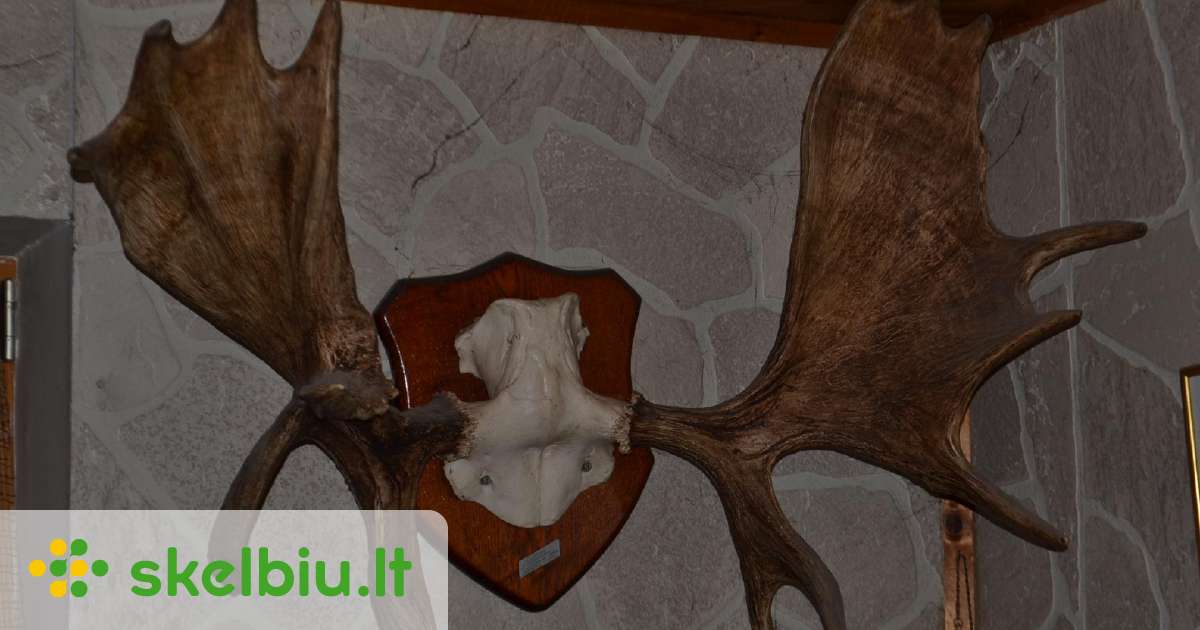 Medžioklė, žvejyba pramogos (88 psl.) - Skelbiu.lt