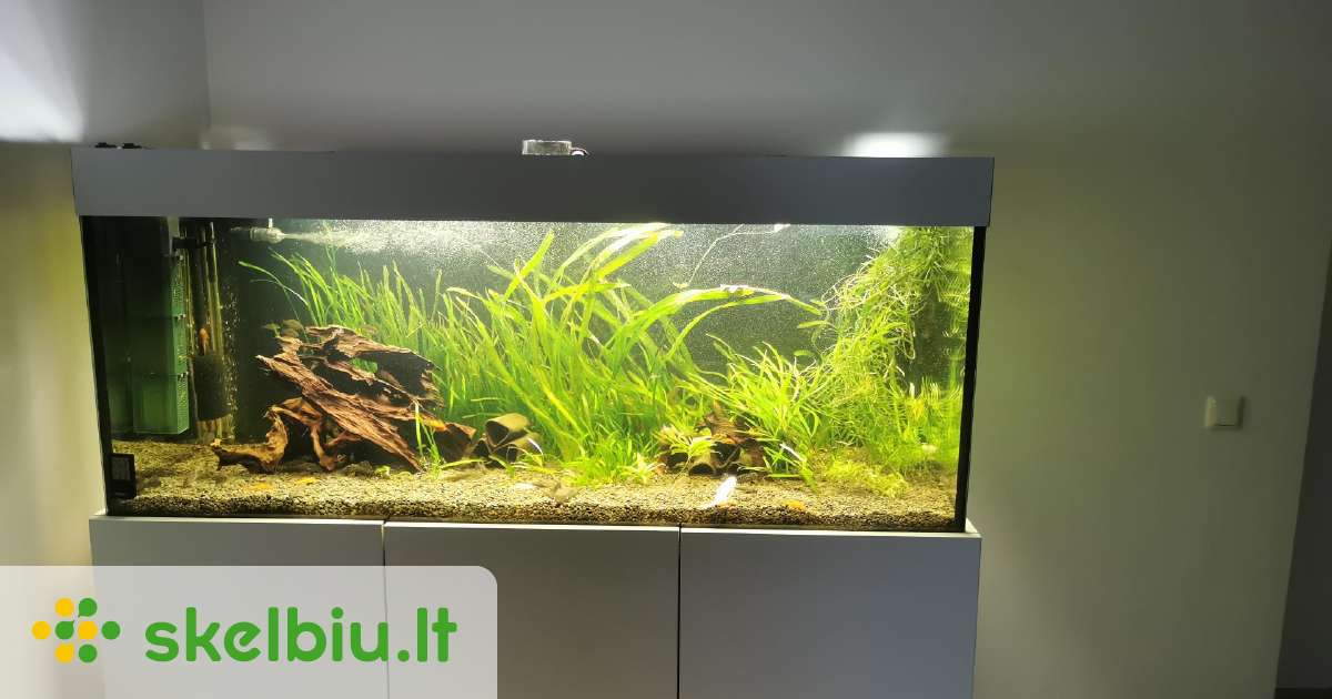 Akvariumai žuvims (2 psl.) - Skelbiu.lt