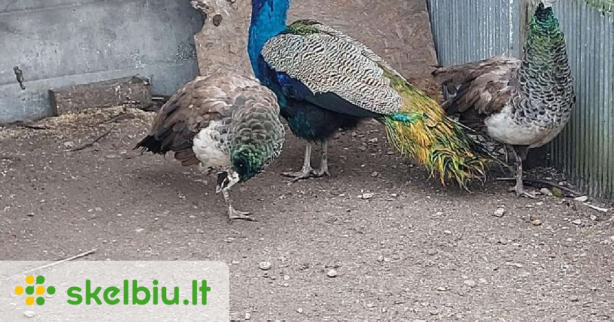 Parduodami povai - Skelbiu.lt