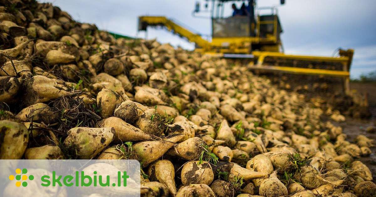 Cukriniai runkeliai 45e-tona - Skelbiu.lt