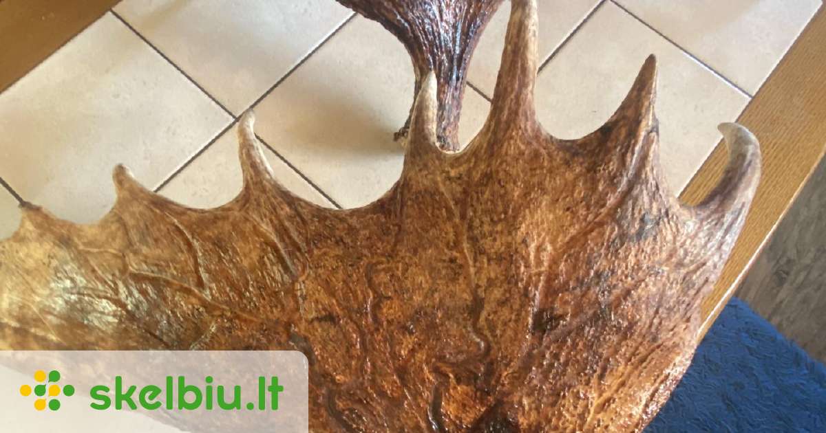 Briedžio ragai - Skelbiu.lt